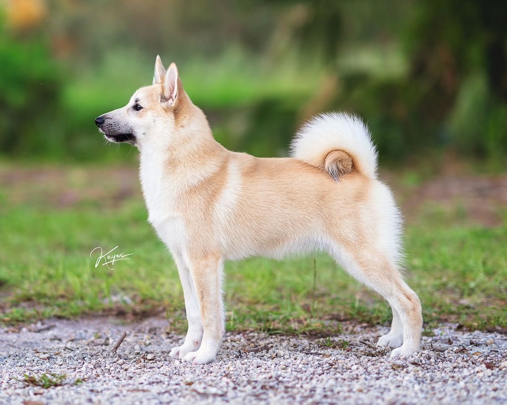 Norwegian Buhund - The Breed Archive